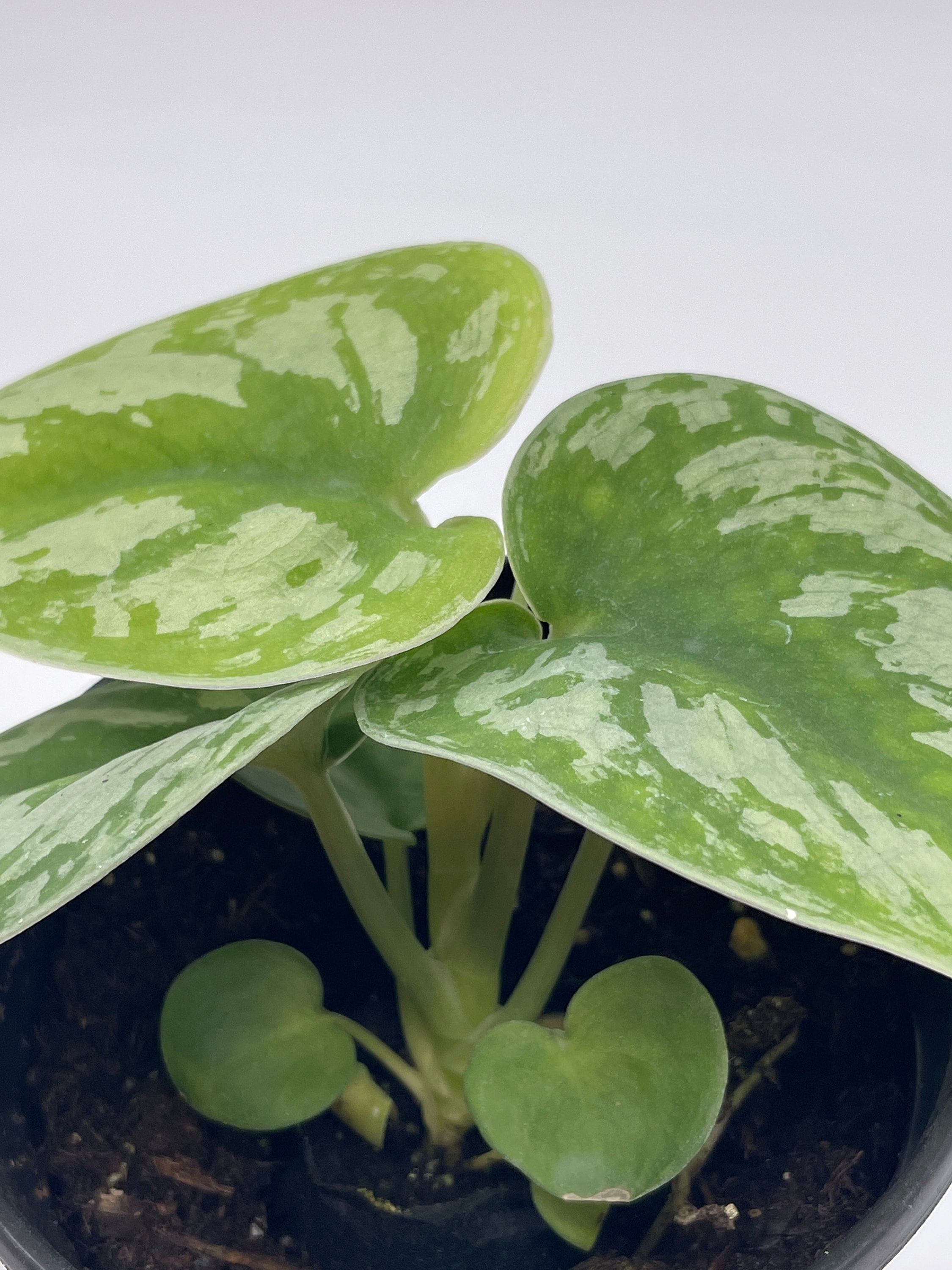 Satin Pothos Silver Vine Silver Cloud Silk Pothos Silver | Etsy
