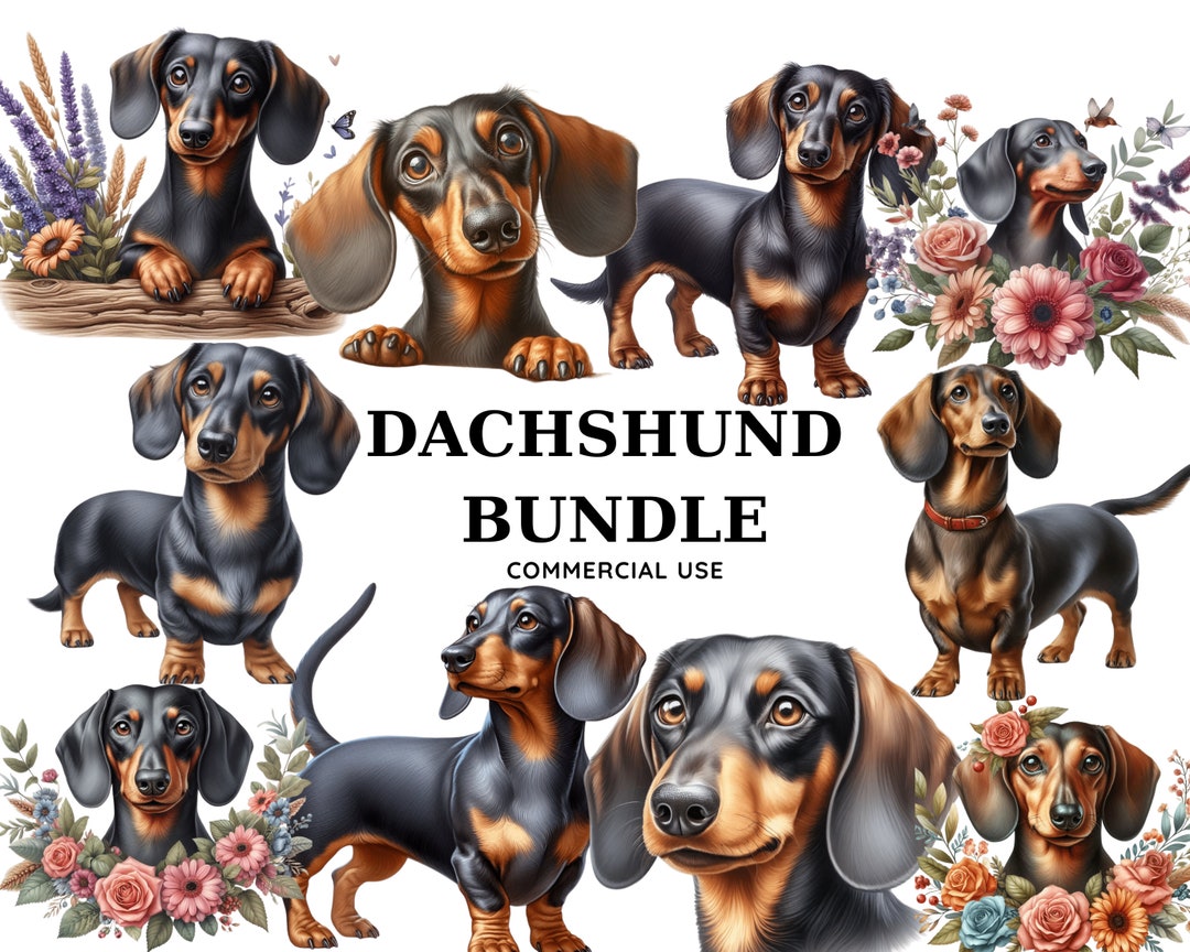 Dachshund Clipart Bundle, Watercolor High-quality PNG Files, Digital ...