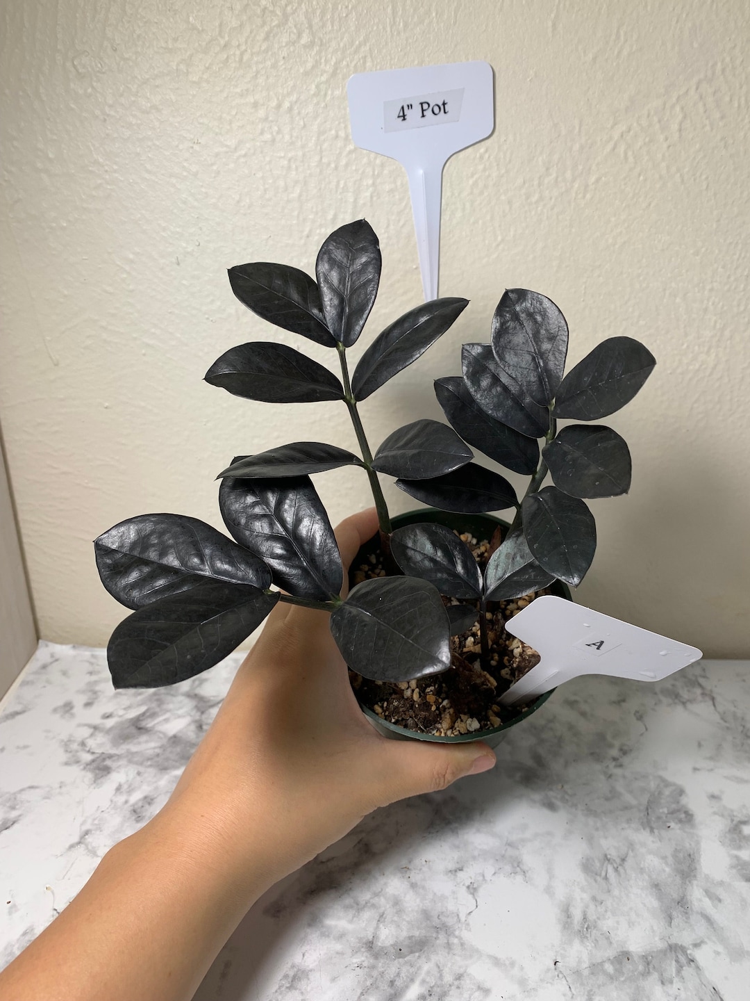 Black Raven ZZ Plant Tropical Plant LIVE Indoor Houseplant 4 Pot You ...