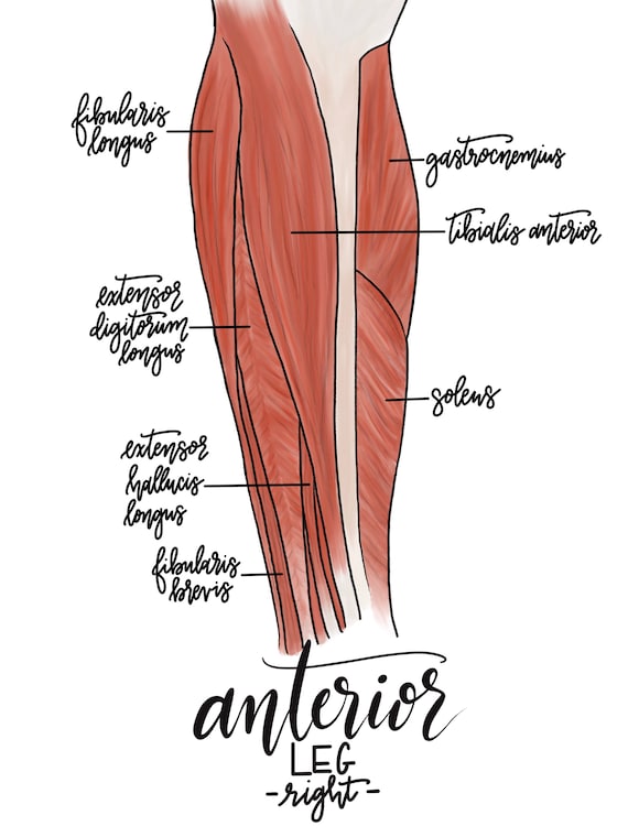 Leg Diagram Anterior