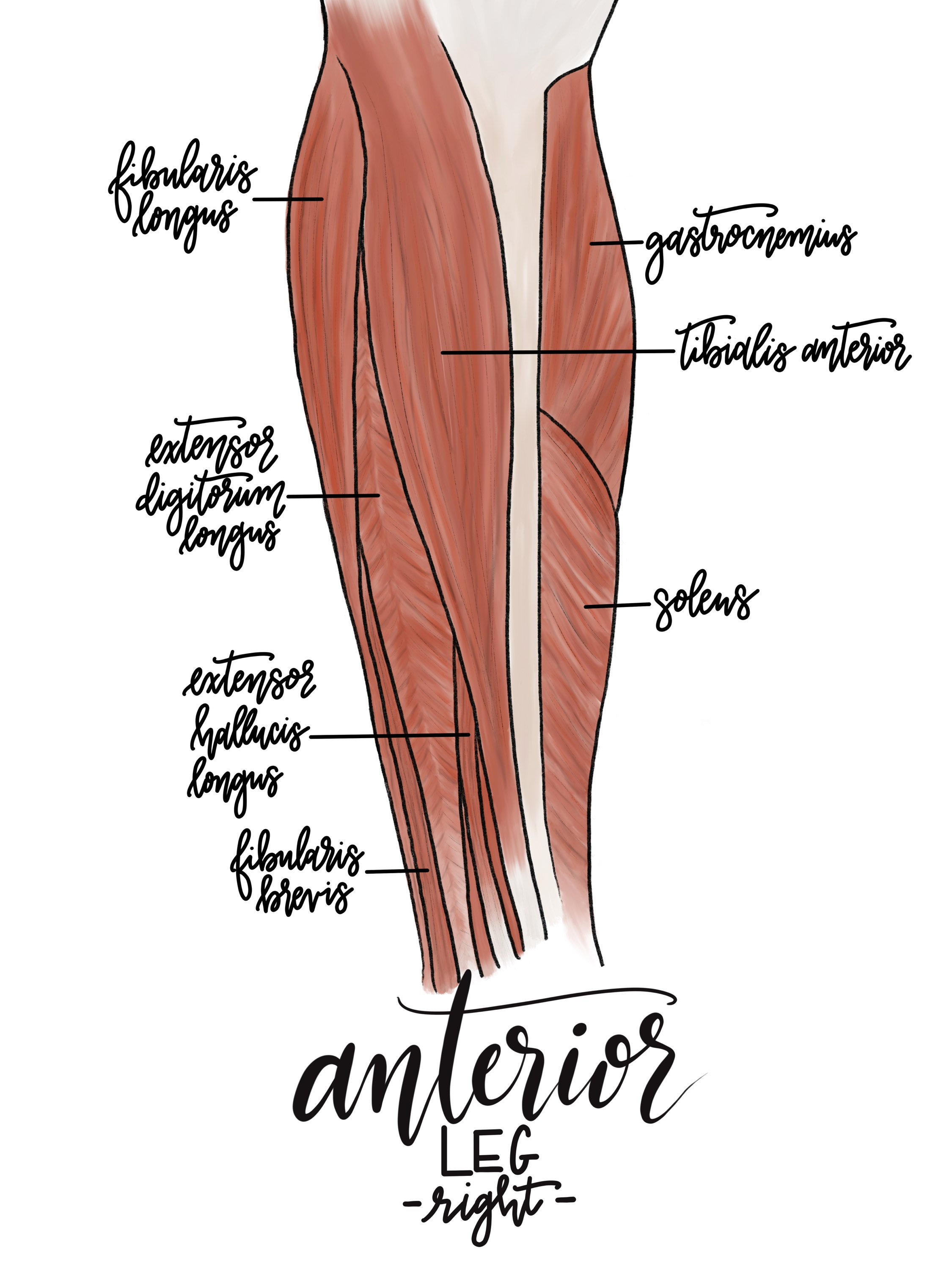 Anterior Leg Anatomy Art - Etsy