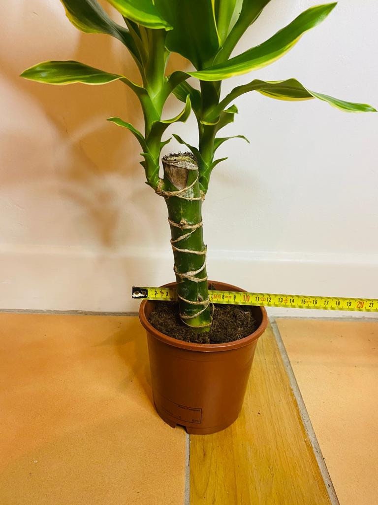 Dragon Tree Ever Green Plant From Plantmaniax - Etsy UK