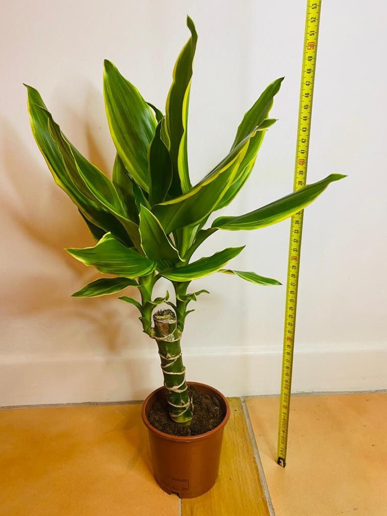 Dragon Tree Ever Green Plant From Plantmaniax - Etsy UK