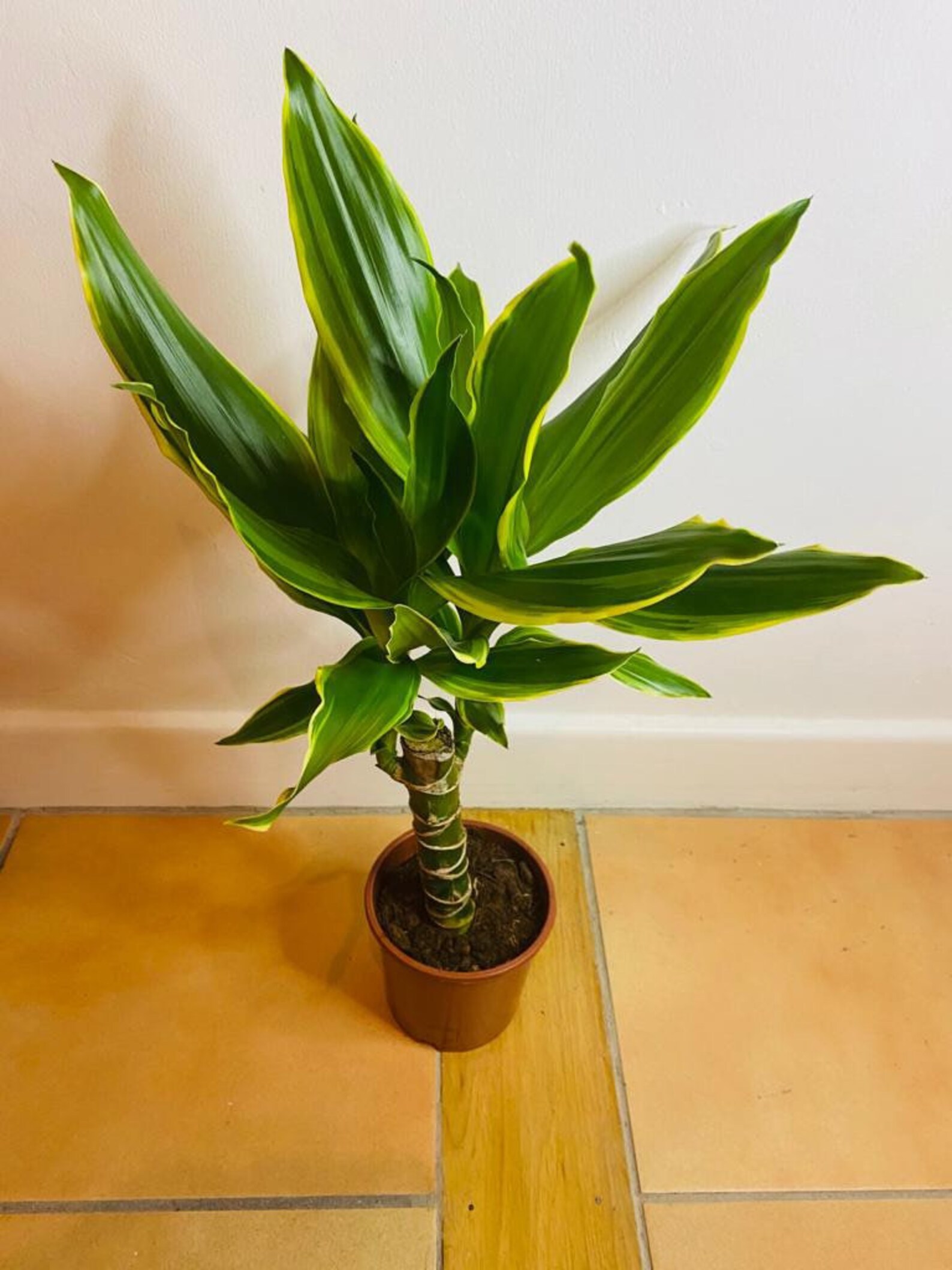 Dragon Tree Ever Green Plant From Plantmaniax - Etsy UK