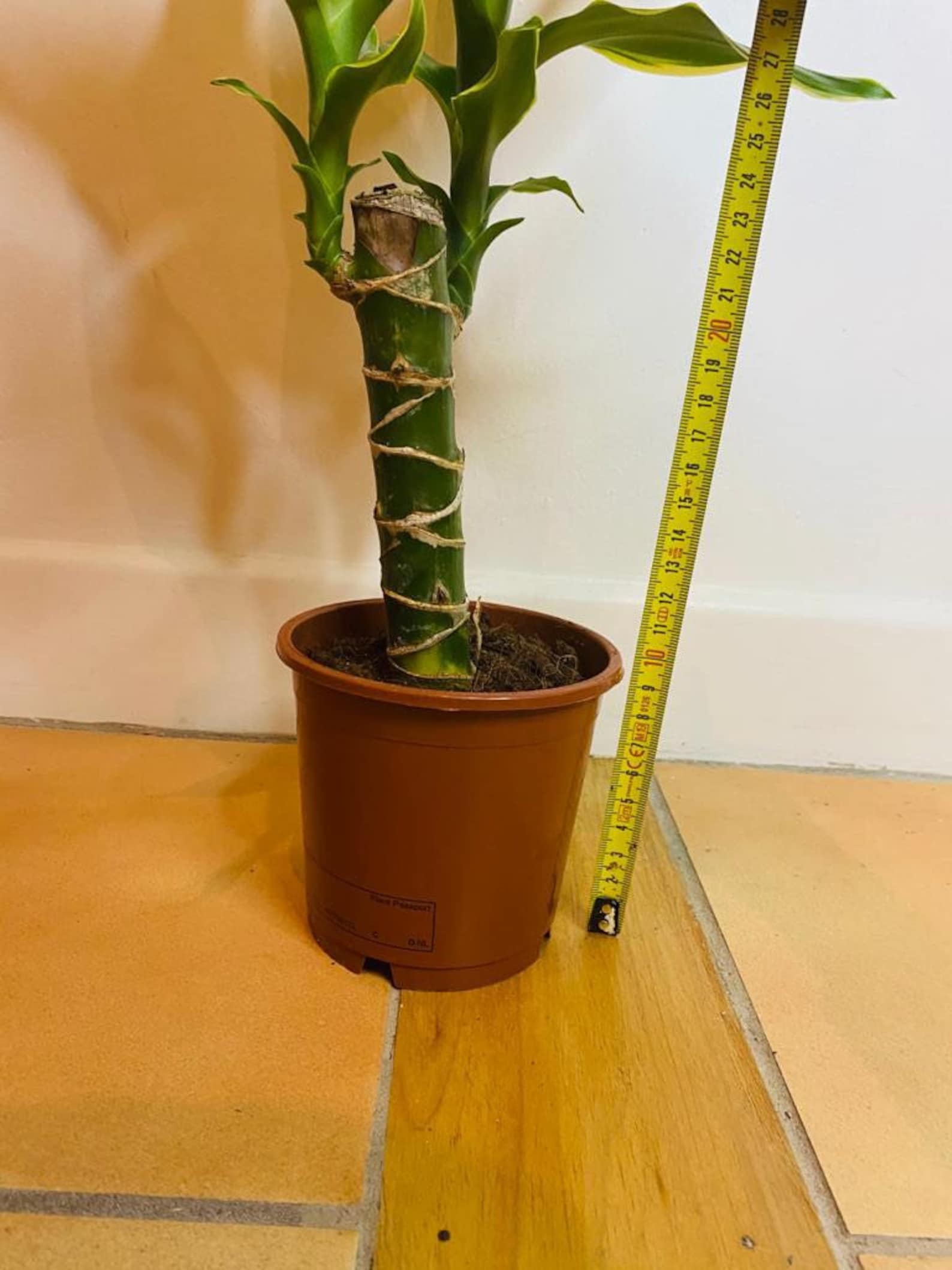 Dragon Tree Ever Green Plant From Plantmaniax - Etsy UK