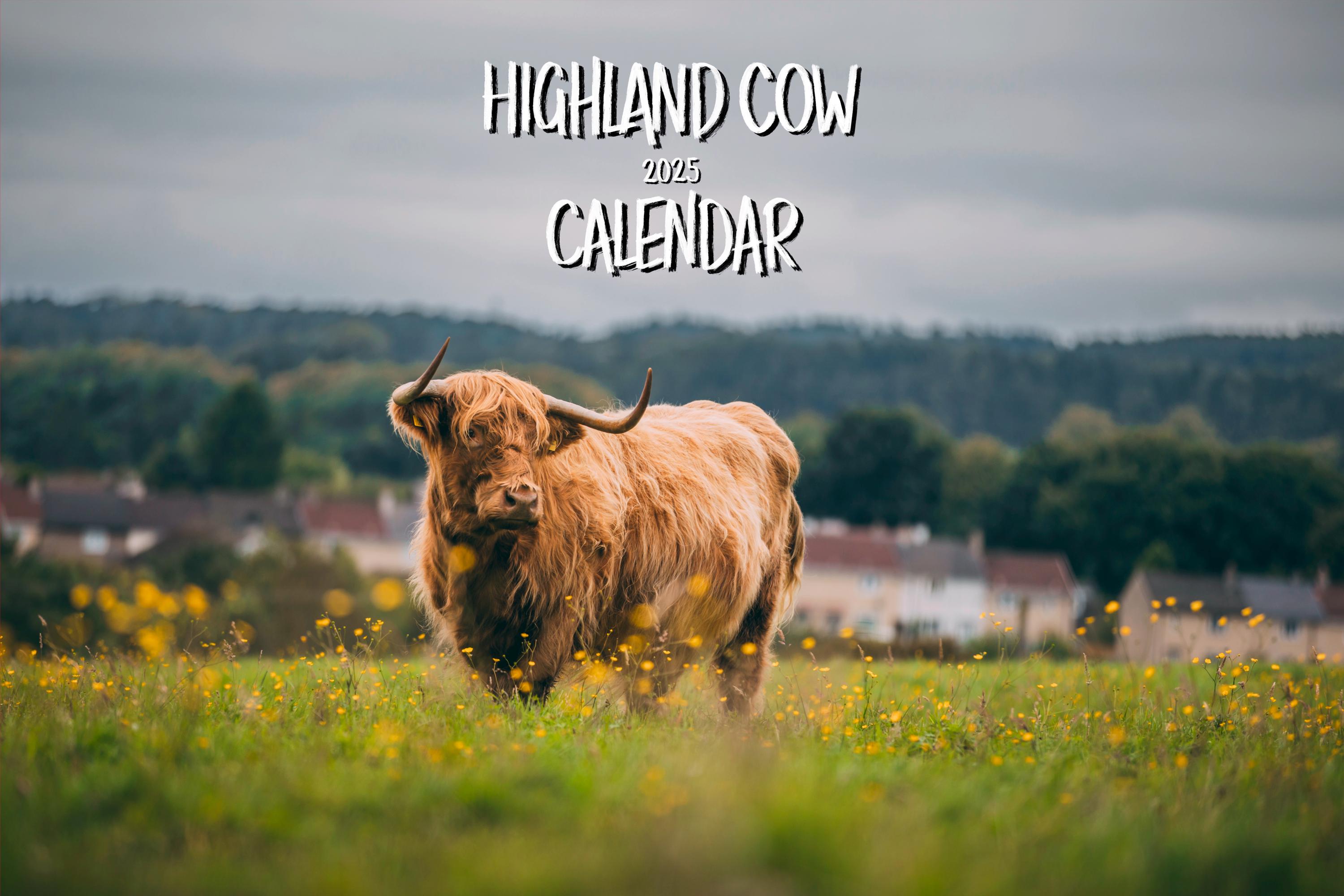 2025 HIGHLAND COW CALENDAR - Etsy