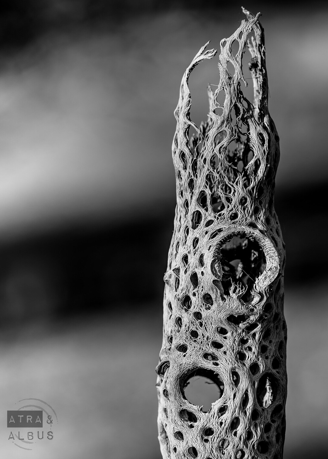 Cholla Cactus Skeleton, Black & White, Borrego Desert, Digital Download ...