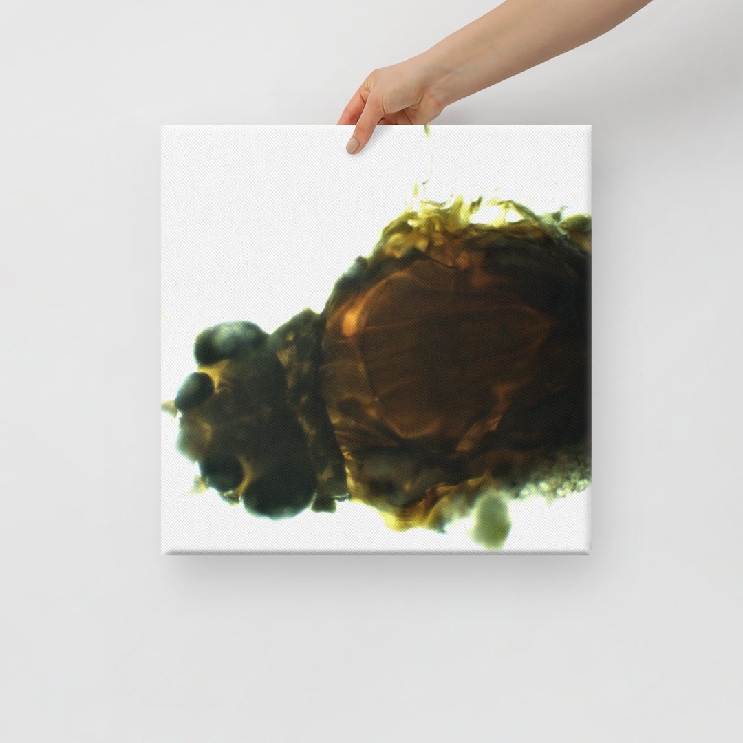 Enlarged Bug Canvas Print Bug Macro Photography Boy and Bug Wall Art ...