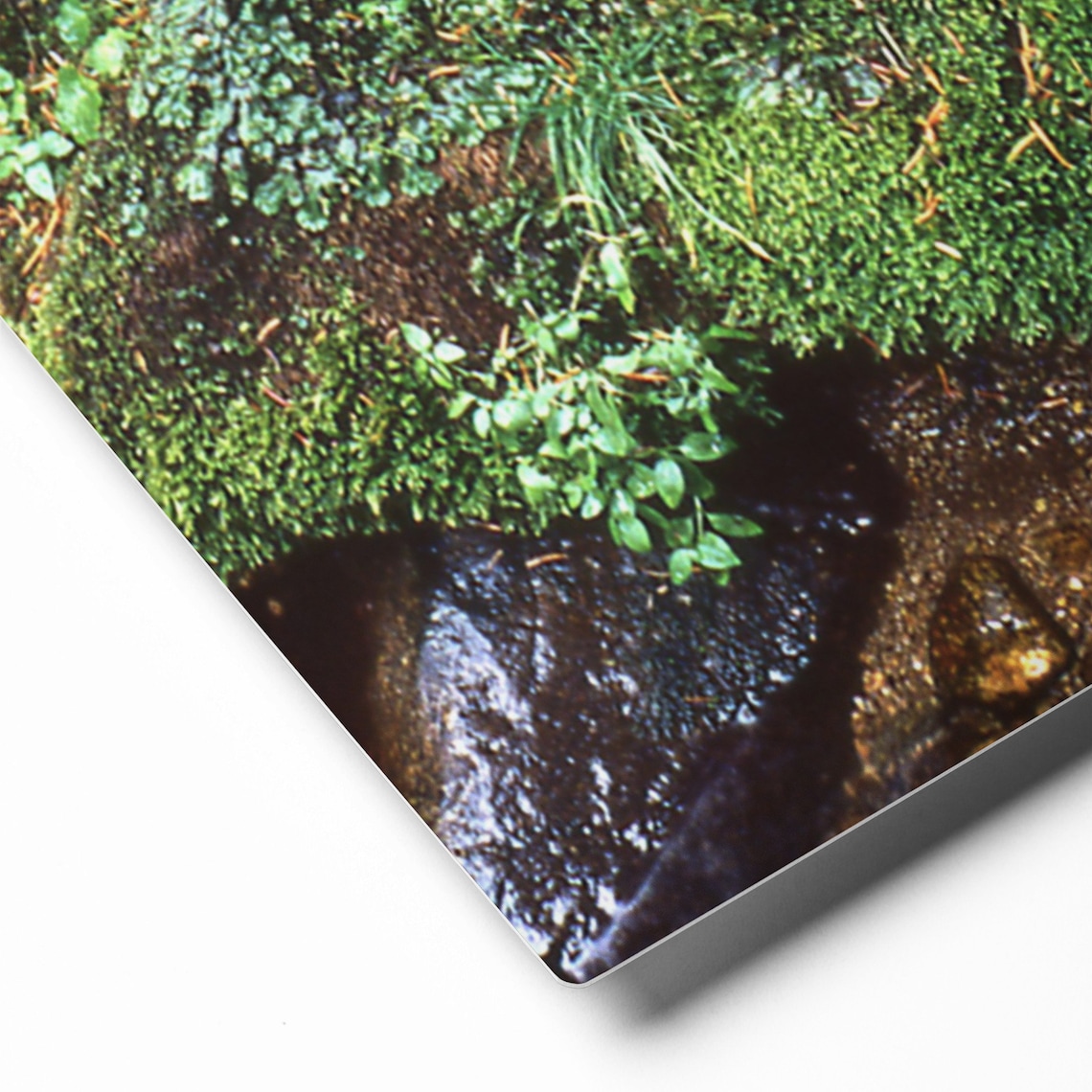 Mossy Stream Metal Print Moss Wall Art Moss Decor Wall Moss Cover Metal ...