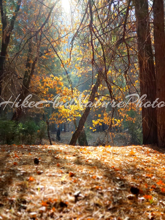 Smokey / Fall / Digital Download / Instant Photo / Nature / - Etsy