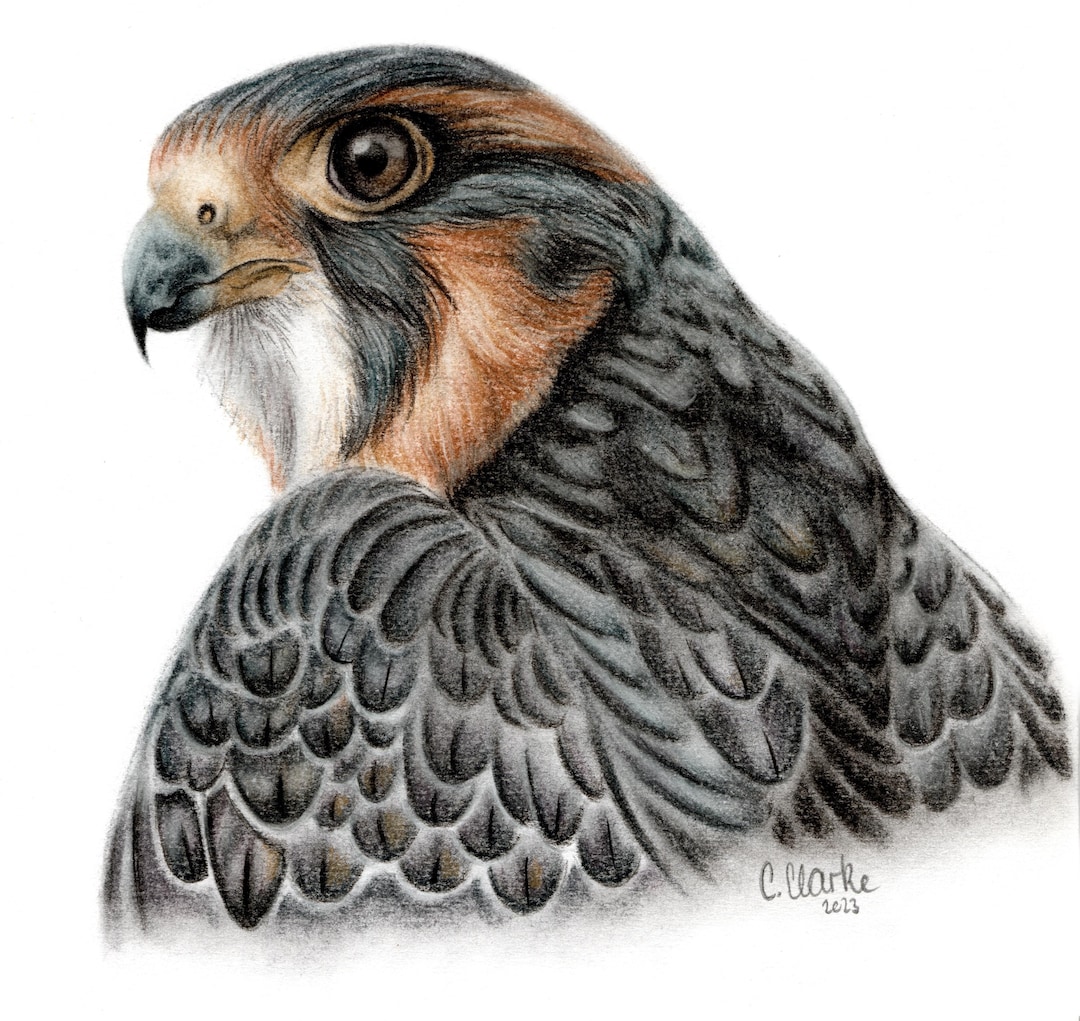 Aplomado Falcon Art Print: Bird of Prey Charcoal Drawing - Etsy