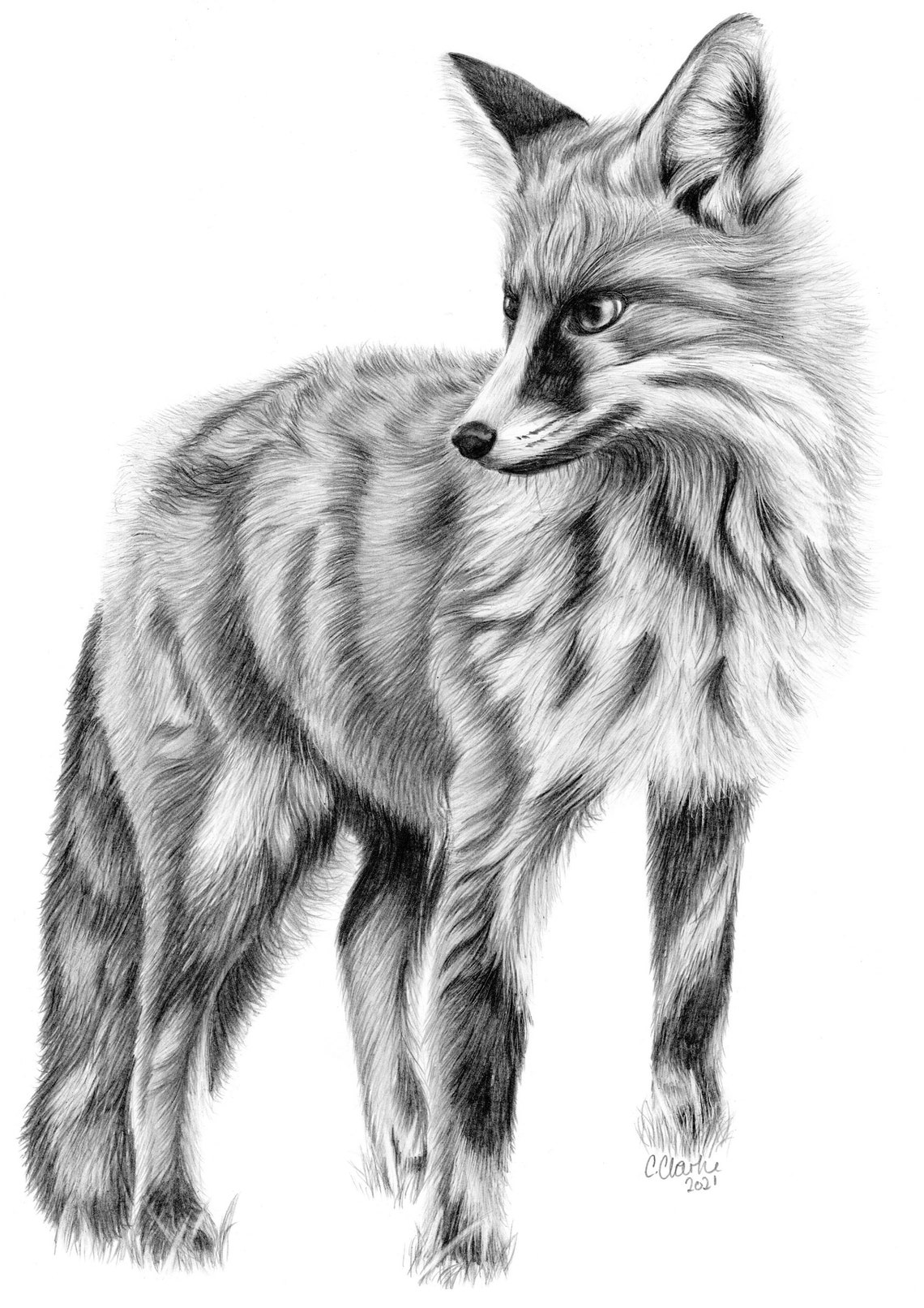 The Red Fox Graphite Pencil Drawing ORIGINAL ARTWORK | Etsy