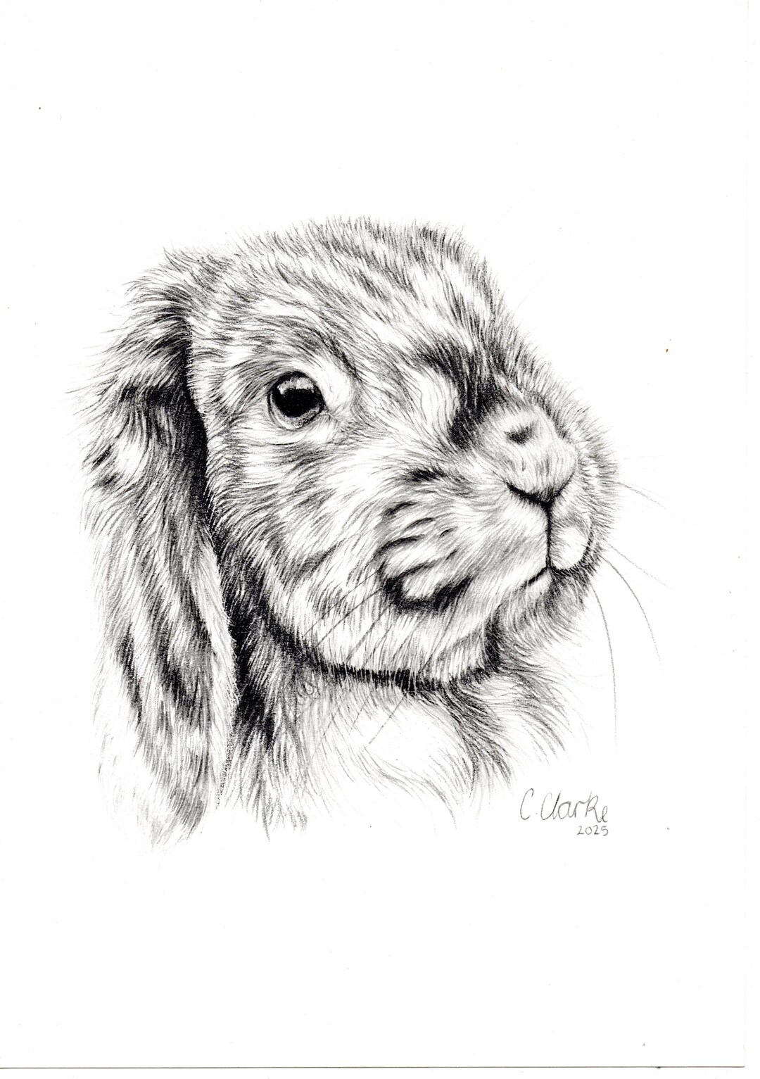 Graphite Rabbit Art Print | A5 Animal Portrait - Etsy