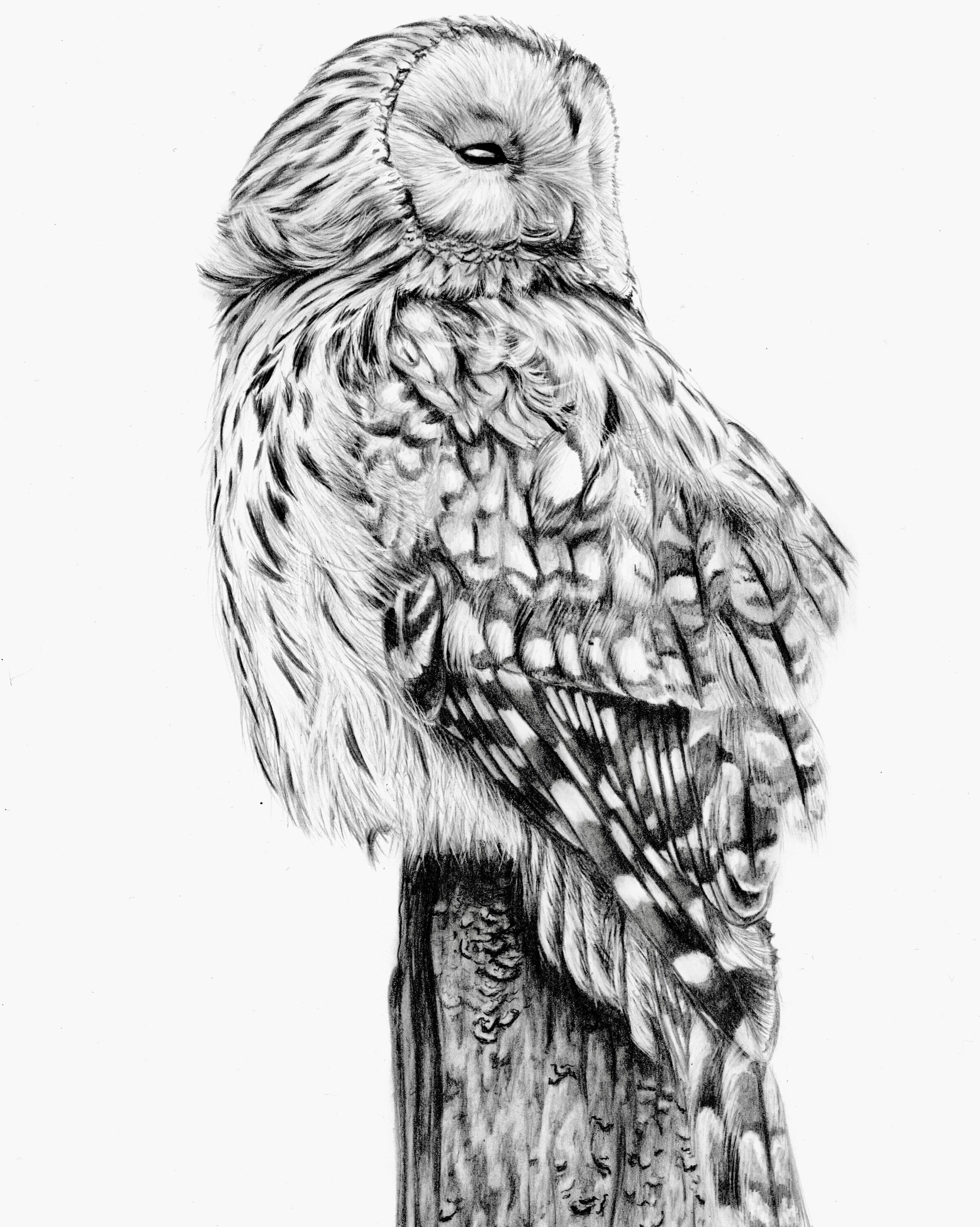 Ural Owl Art Print Bird of Prey Wildlife Art Animal Art - Etsy