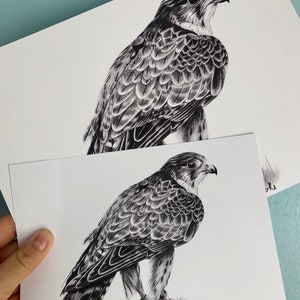 Perlin Falcon Art Print | Peregrine X Merlin Hybrid | Bird of Prey ...