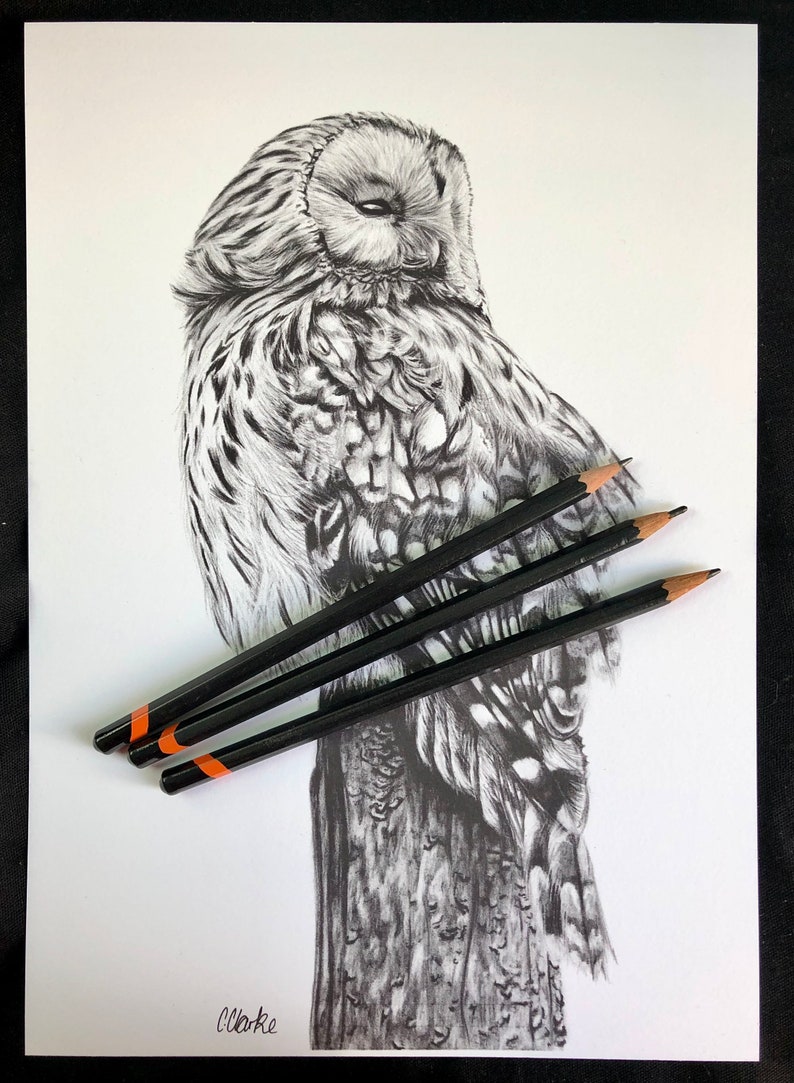 Ural Owl Art Print Bird of Prey Wildlife Art Animal Art - Etsy