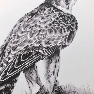 Perlin Falcon Art Print | Peregrine X Merlin Hybrid | Bird of Prey ...