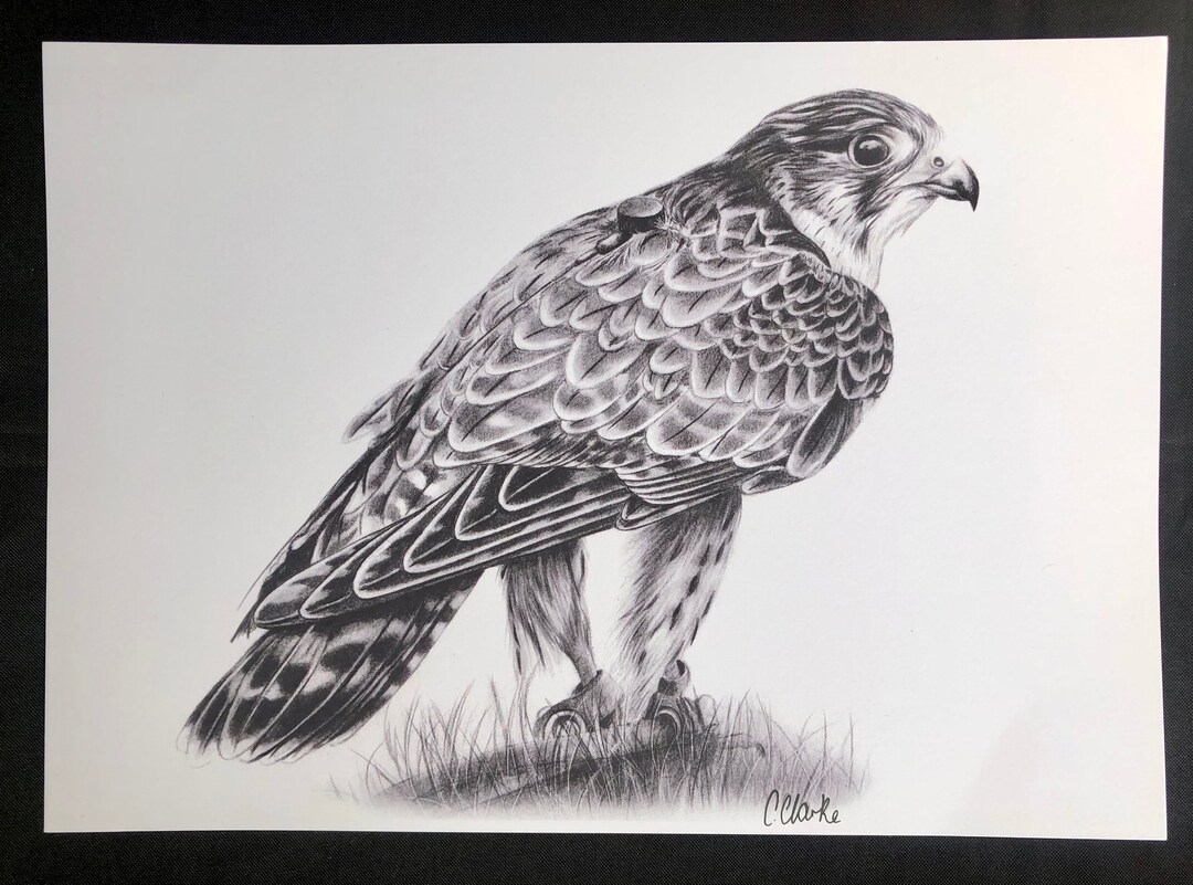 Perlin Falcon Art Print | Peregrine X Merlin Hybrid | Bird of Prey ...
