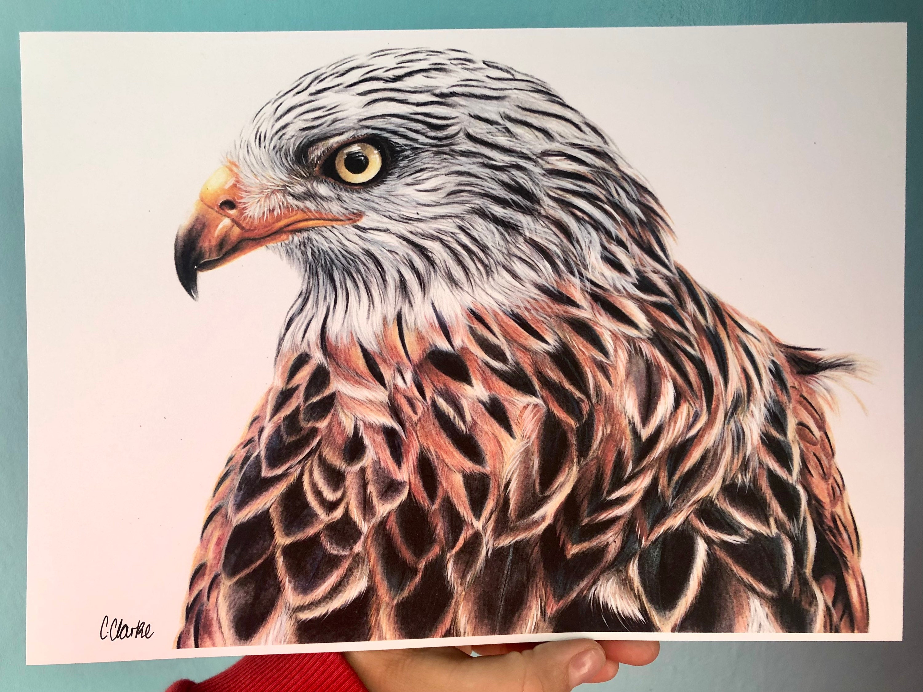 Red Kite Art Print Bird of Prey, British Wildlife, Home Decor, Gift ...