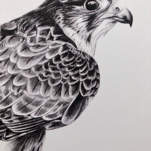 Perlin Falcon Art Print | Peregrine X Merlin Hybrid | Bird of Prey ...