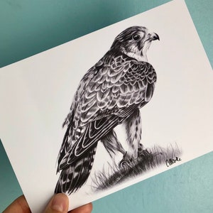 Perlin Falcon Art Print | Peregrine X Merlin Hybrid | Bird of Prey ...
