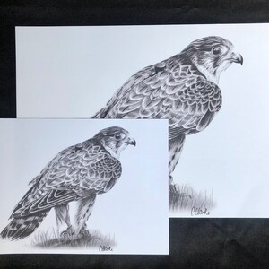 Perlin Falcon Art Print | Peregrine X Merlin Hybrid | Bird of Prey ...