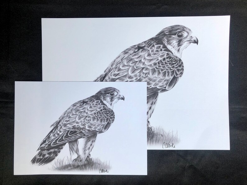 Perlin Falcon Art Print Peregrine X Merlin Hybrid Bird of - Etsy