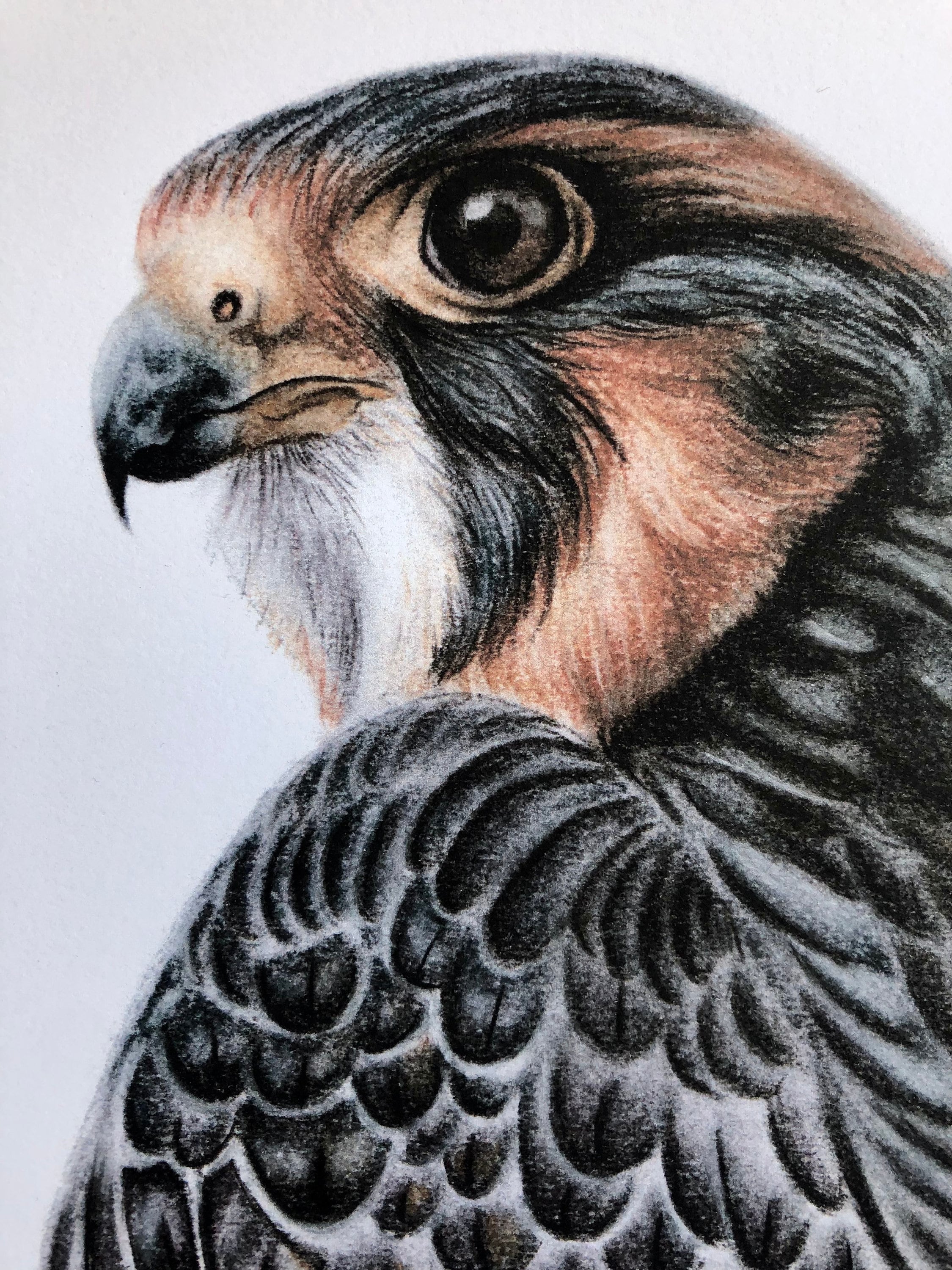 Aplomado Falcon Art Print: Bird of Prey Charcoal Drawing - Etsy