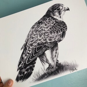 Perlin Falcon Art Print | Peregrine X Merlin Hybrid | Bird of Prey ...