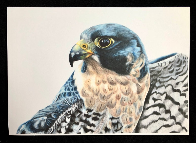 Peregrine Falcon Art Print | Bird of Prey, Animal Art, British Wildlife ...