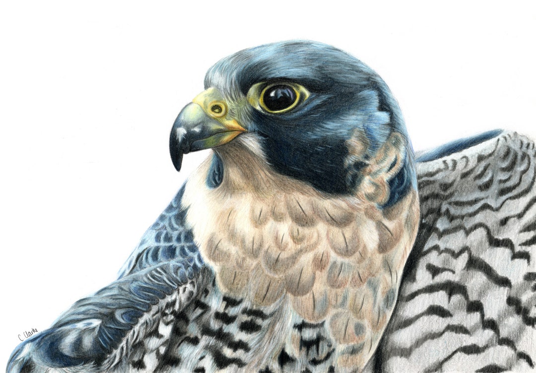Peregrine Falcon Art Print | Bird of Prey, Animal Art, British Wildlife ...