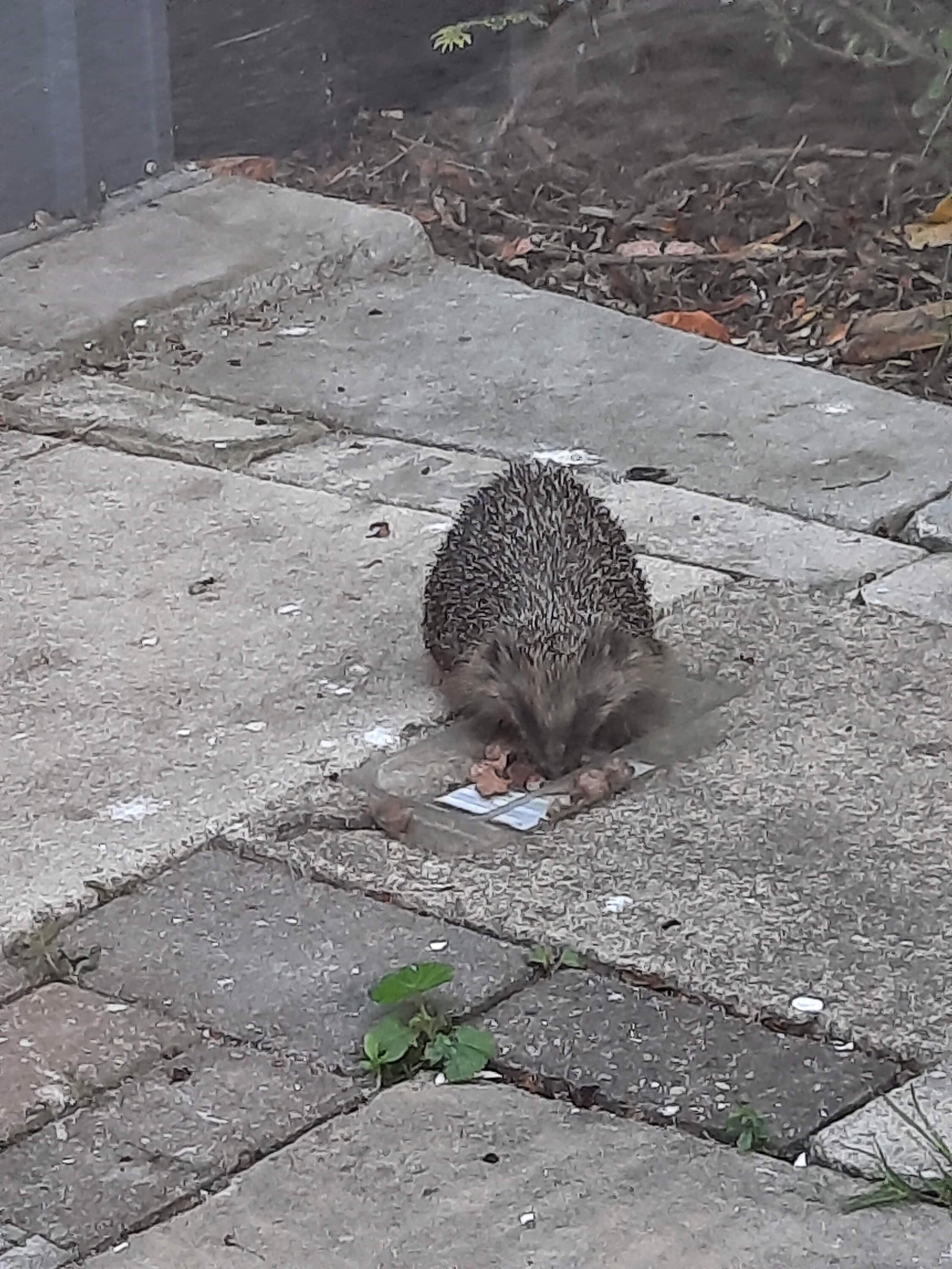 Handmade Ceramic Hedgehog - Etsy