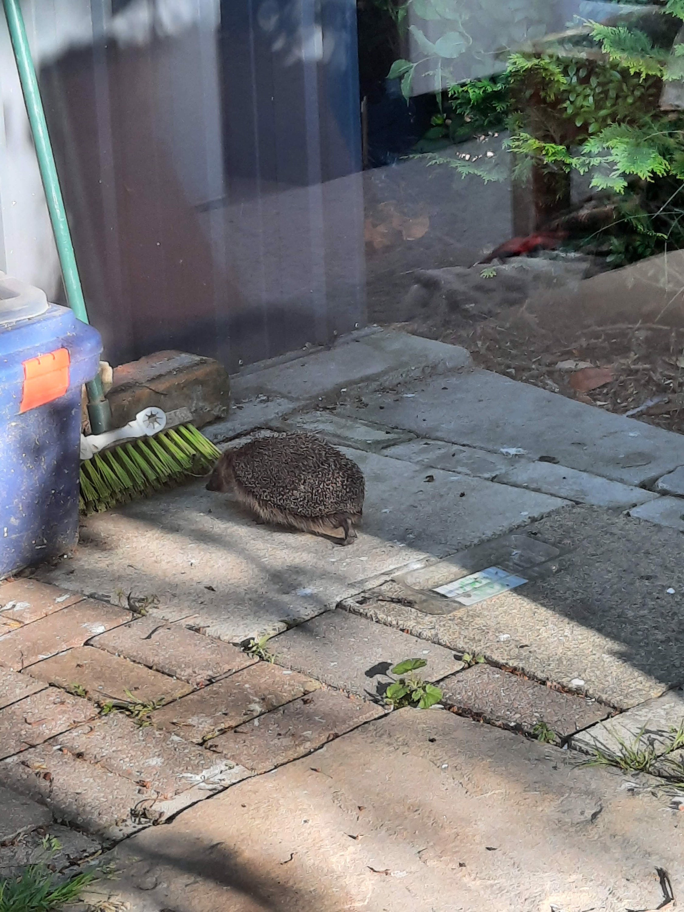 Handmade Ceramic Hedgehog - Etsy