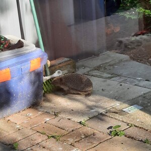 Handmade Ceramic Hedgehog - Etsy
