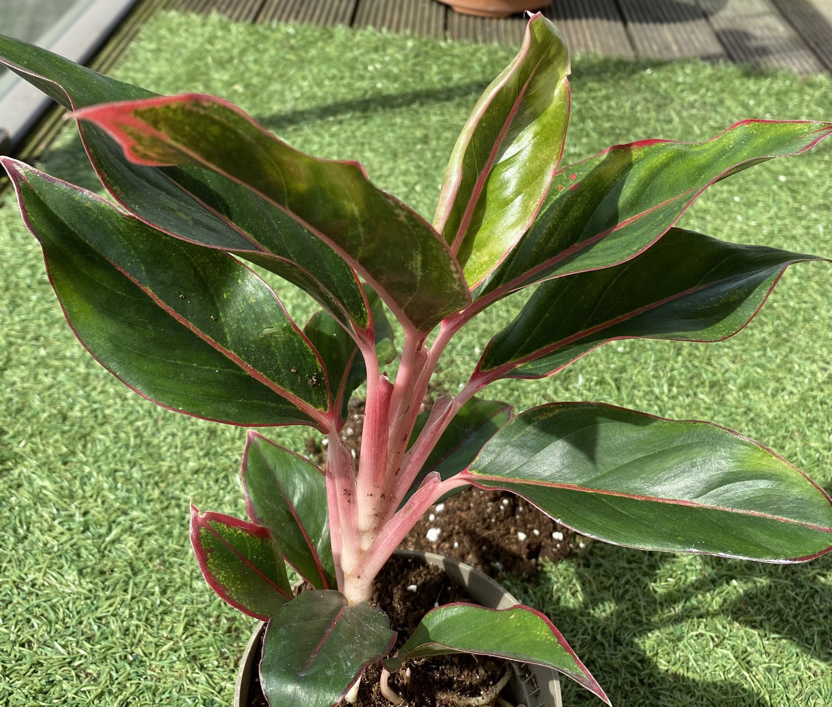 Aglaonema Light Pink Star Chinese Evergreen in 12cm Pot | Etsy