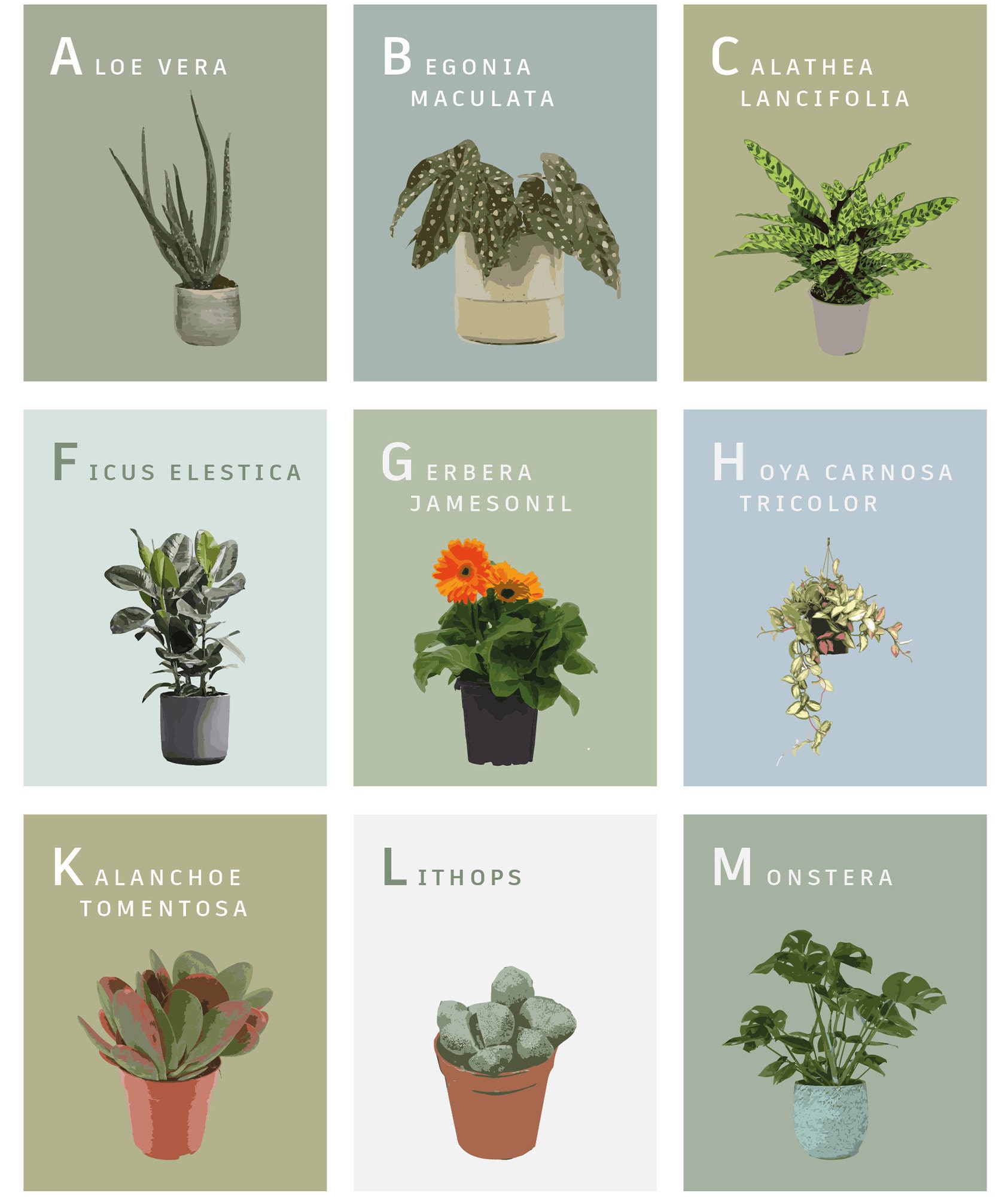 House Plant Alphabet Illustration Wall Art Print | Botanical Art Poster ...