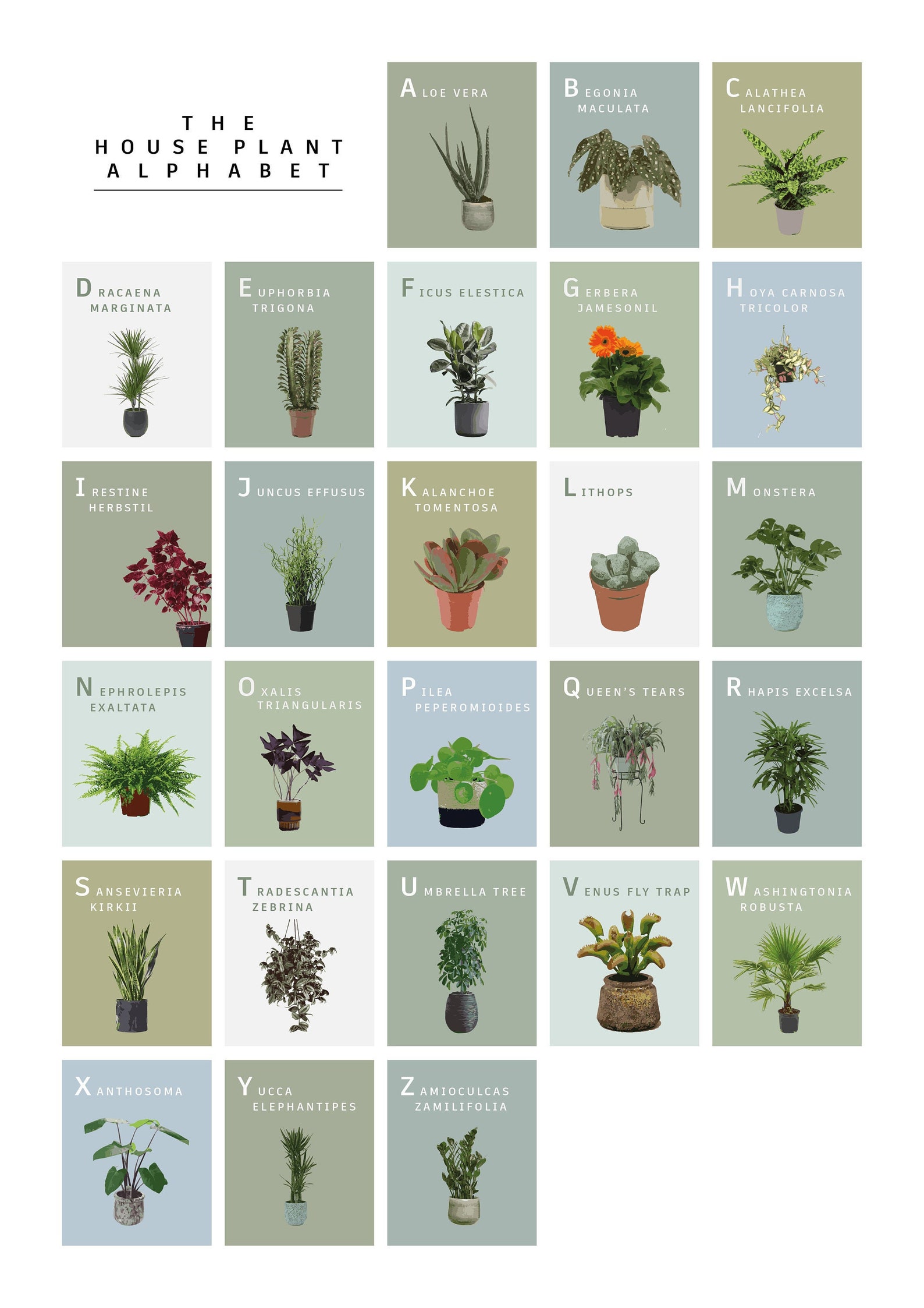 House Plant Alphabet Illustration Wall Art Print | Botanical Art Poster ...