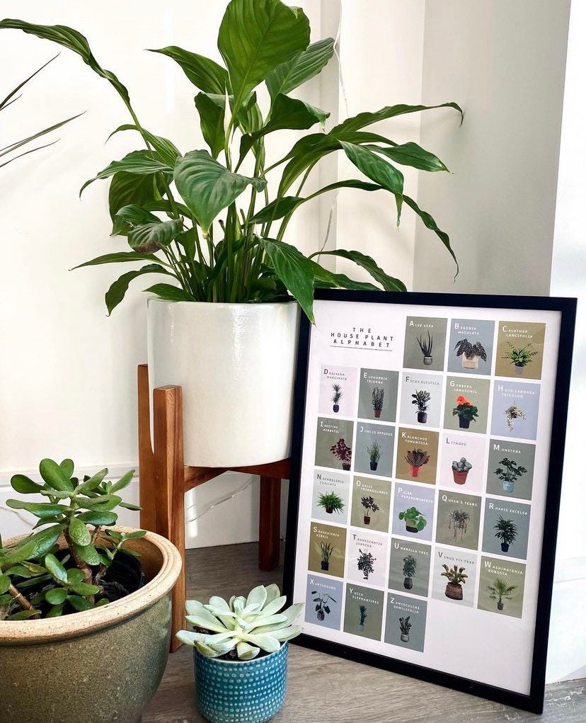 House Plant Alphabet Illustration Wall Art Print | Botanical Art Poster ...