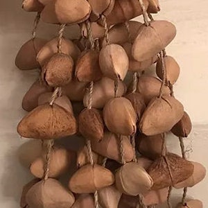 Kenari Seeds Rattle (INDONESIA) - Etsy Australia