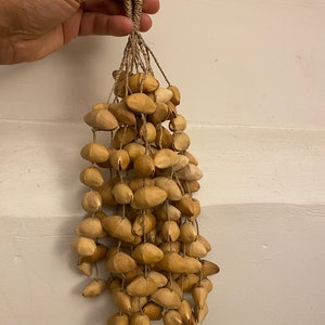 Kenari Seeds Rattle (INDONESIA) - Etsy Australia