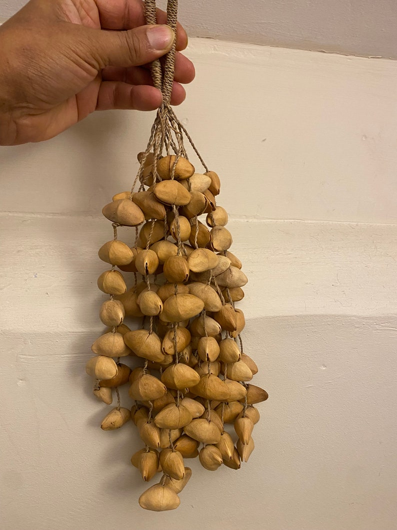 Kenari Seeds Rattle (INDONESIA) - Etsy Australia