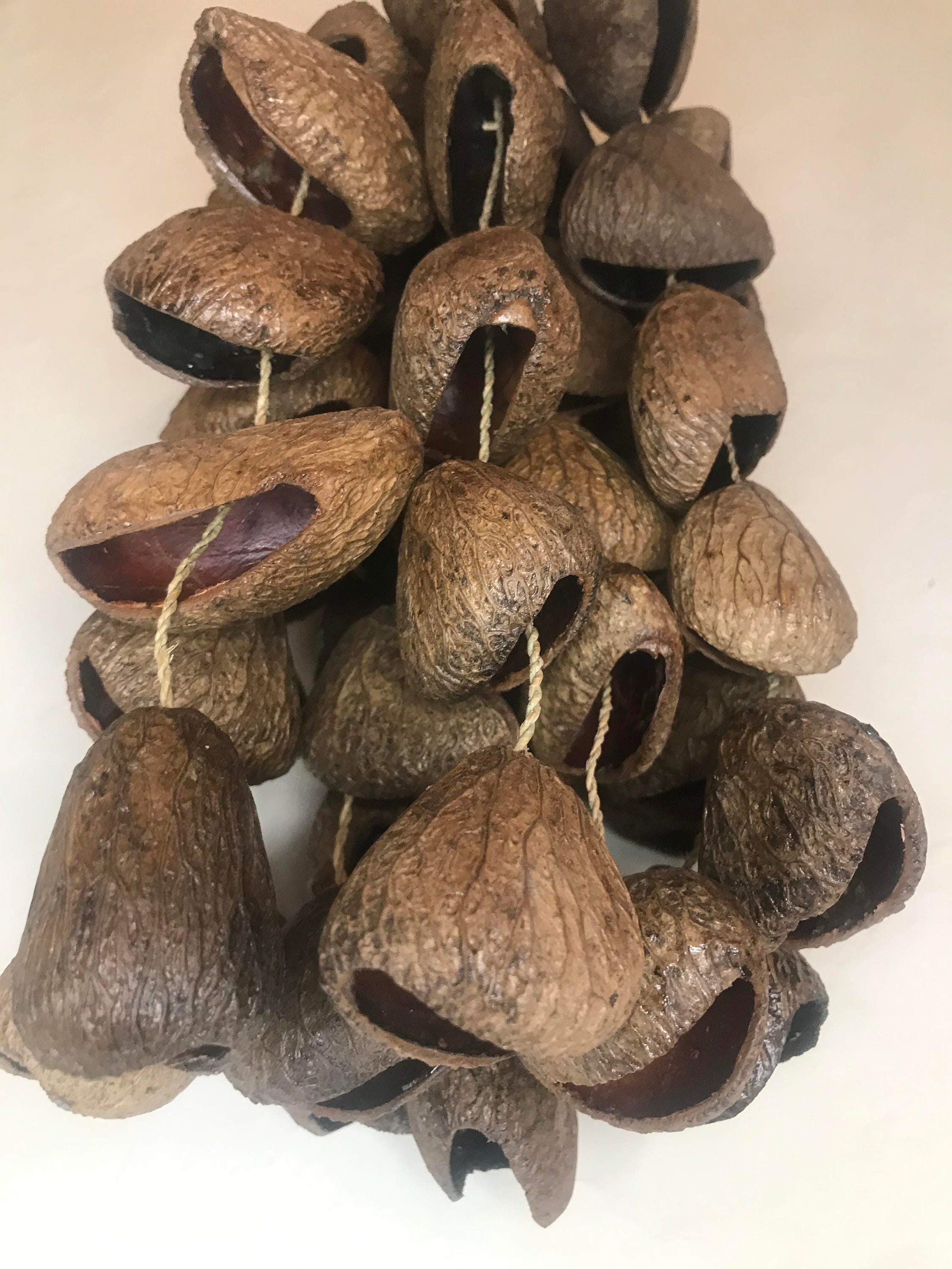 PANGI SEED Bunch(indonesia) - Etsy