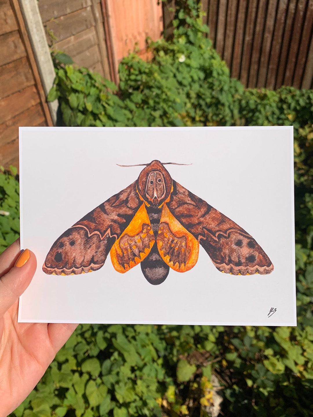 Death's Head Hawk Moth Watercolour Print - Insect Paper Wall Art, Dark ...