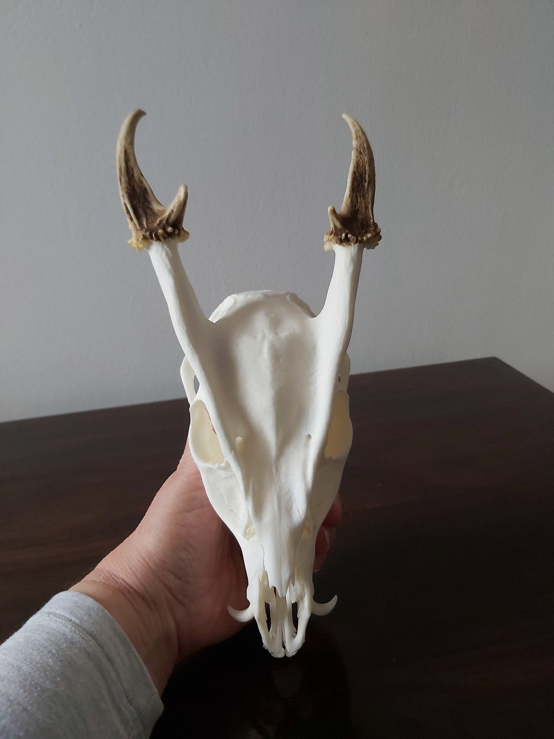 Real Muntjac Buck Deer Skull Antlers - Etsy