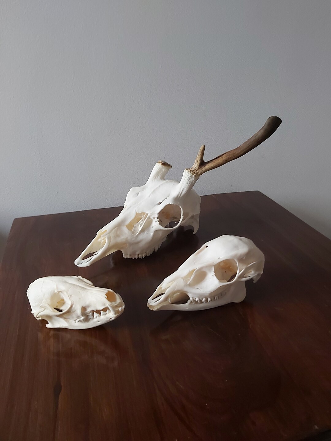 Real Fallow Buck Muntjac Doe Fox Skulls Antlers - Etsy