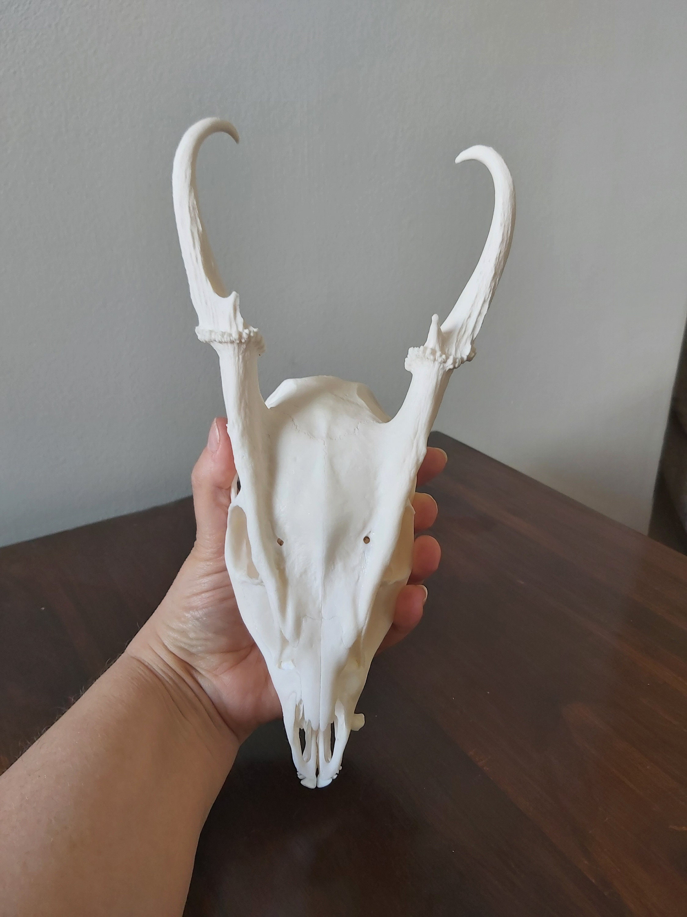 Real Muntjac Buck Deer Skull Antlers - Etsy UK