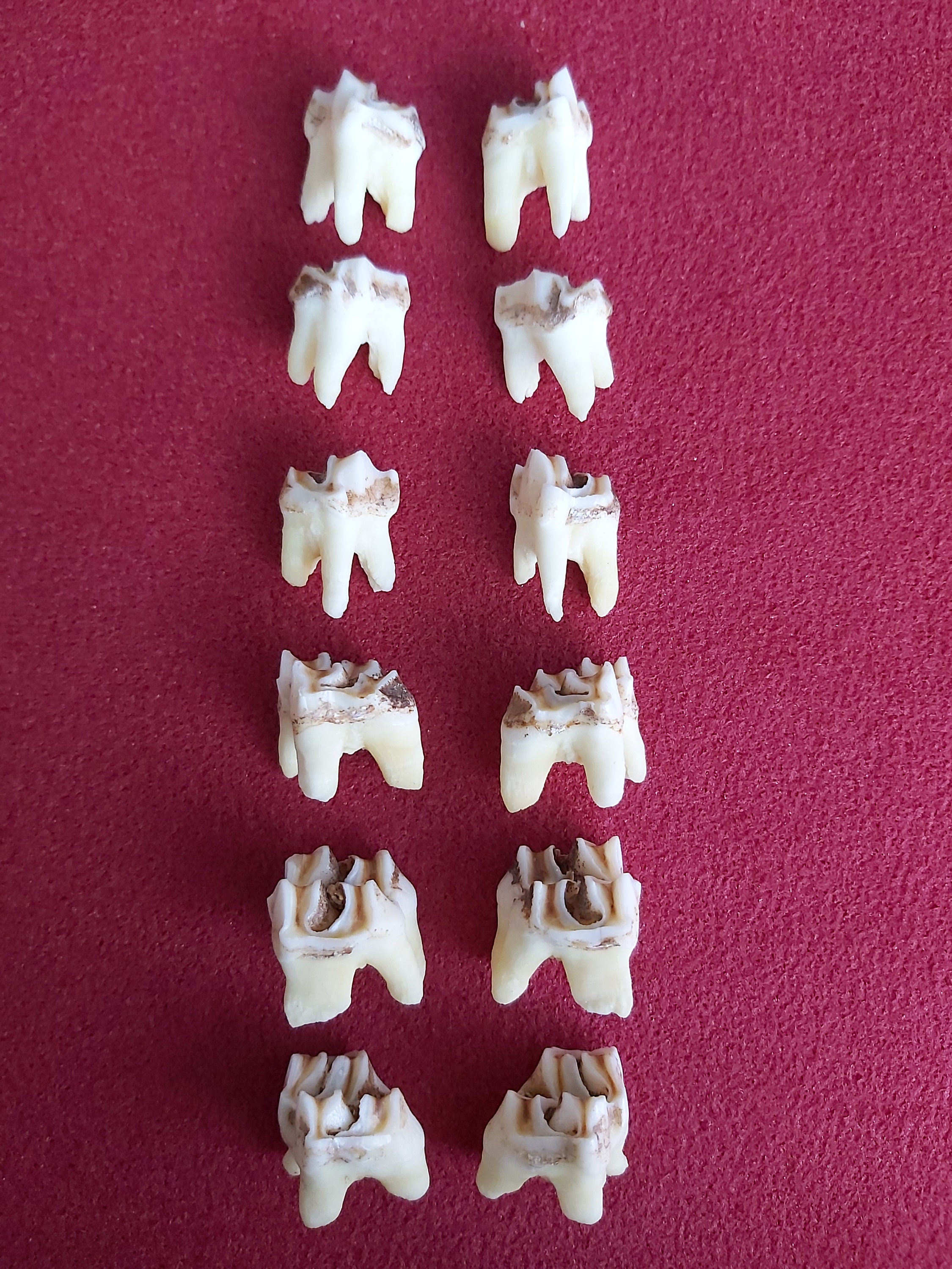 12 Red Deer Teeth for Arts & Crafts - Etsy 日本