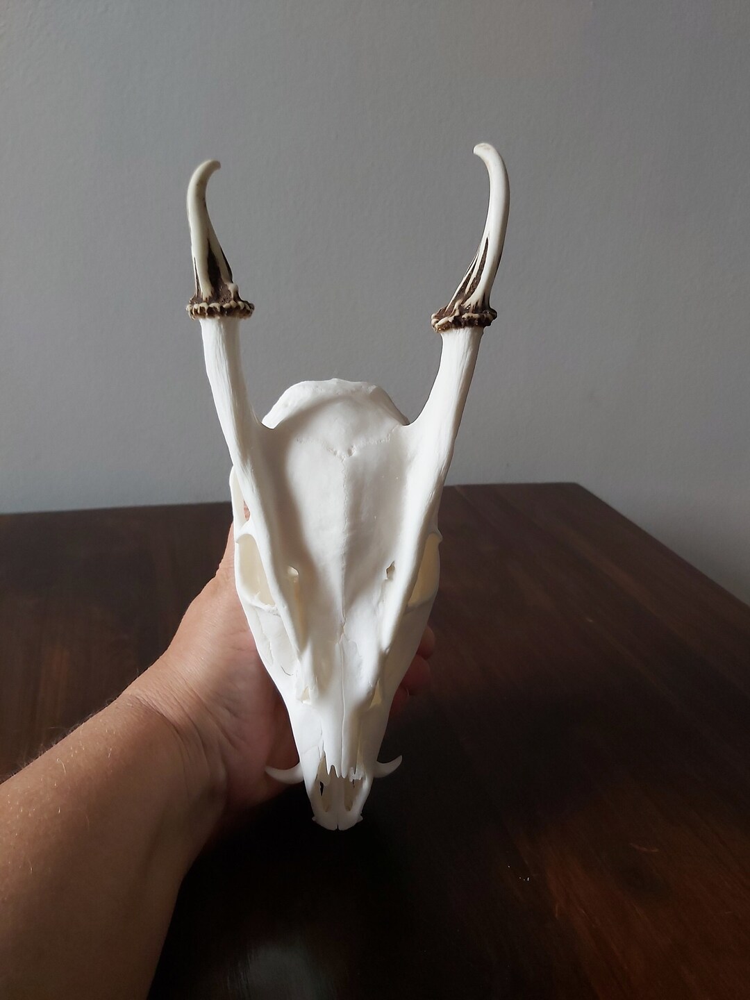 Real Muntjac Buck Deer Skull Antlers - Etsy