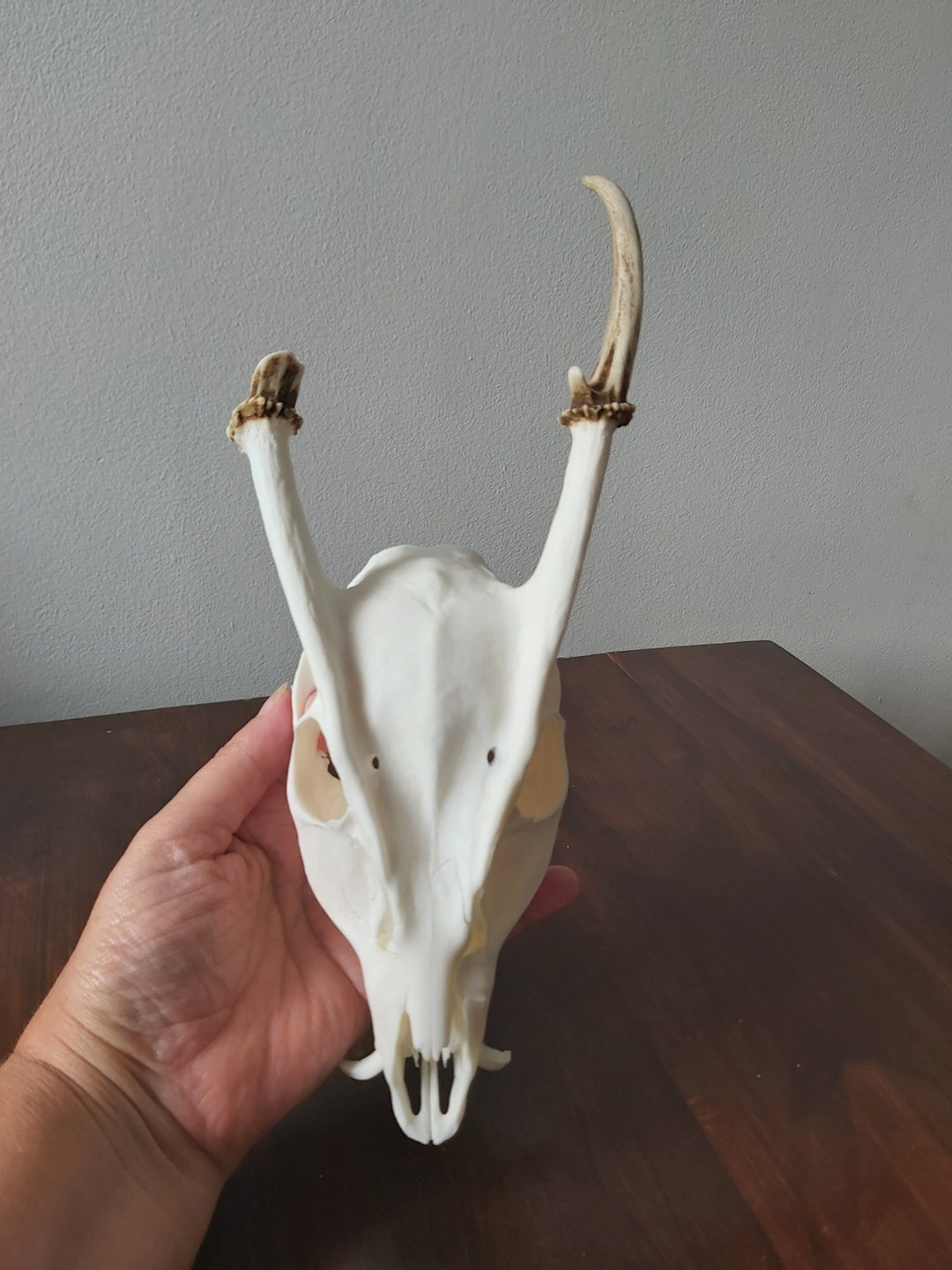 Real Muntjac Buck Deer Skull Antlers - Etsy