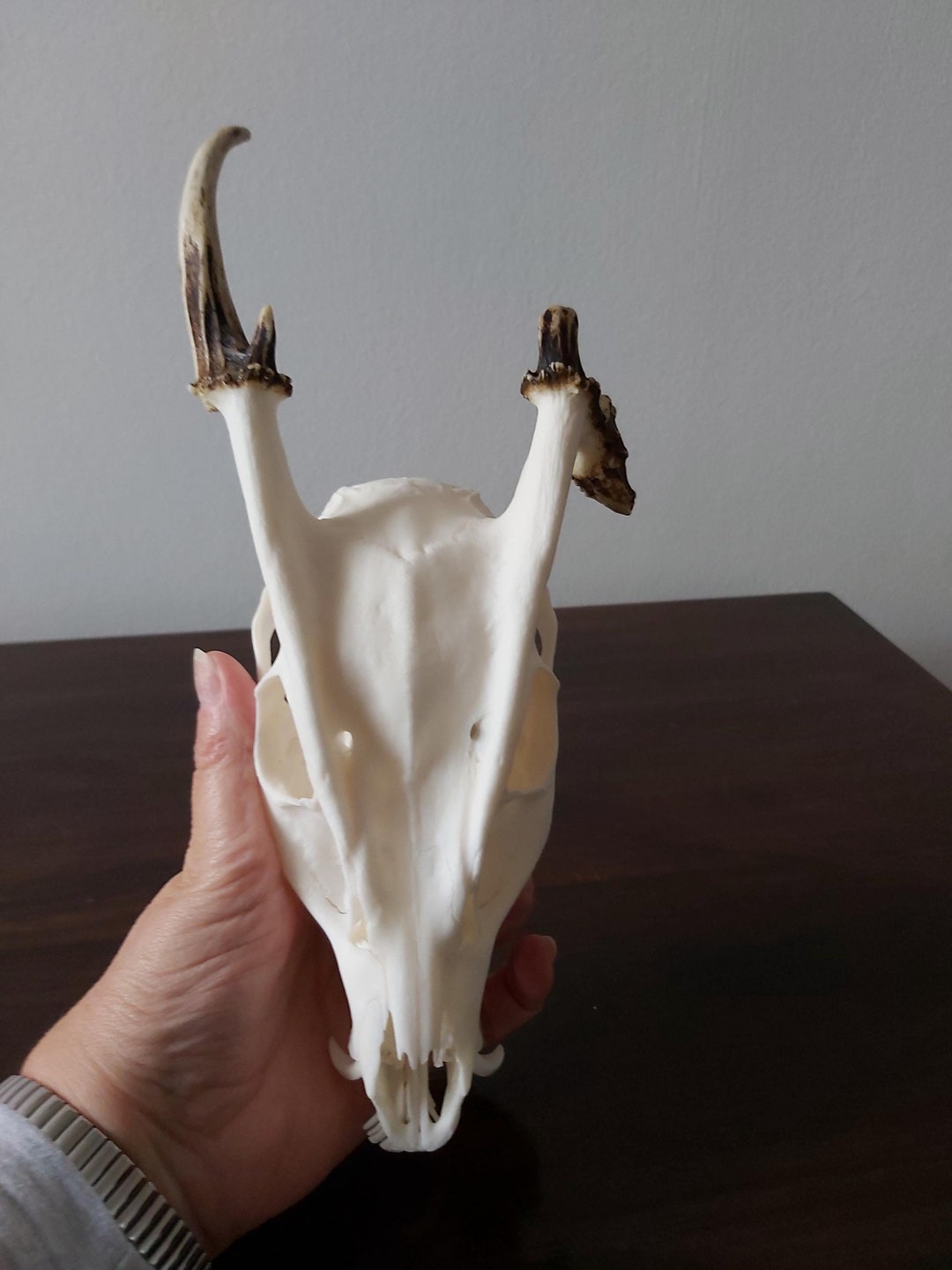 Real Muntjac Buck Deer Skull Antlers - Etsy